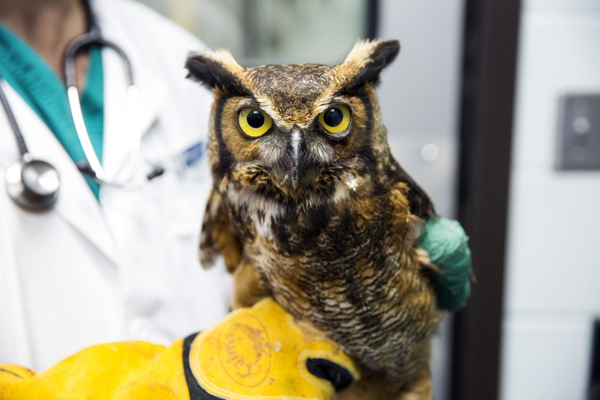 Get an inside look at LSU’s School of Veterinary Medicine - [225]