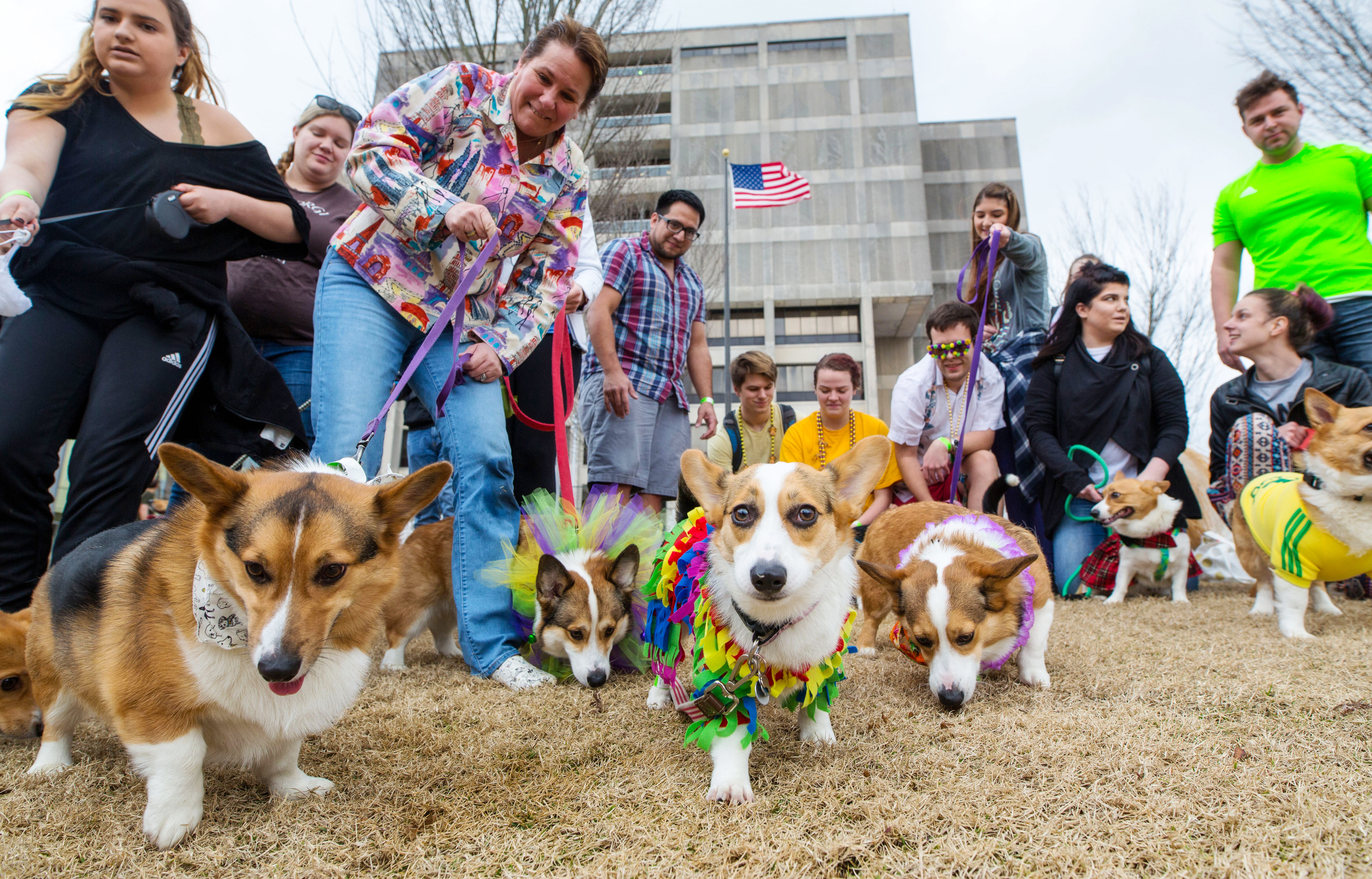 The canine and human bonds of the Burbank Corgi Club - [225]