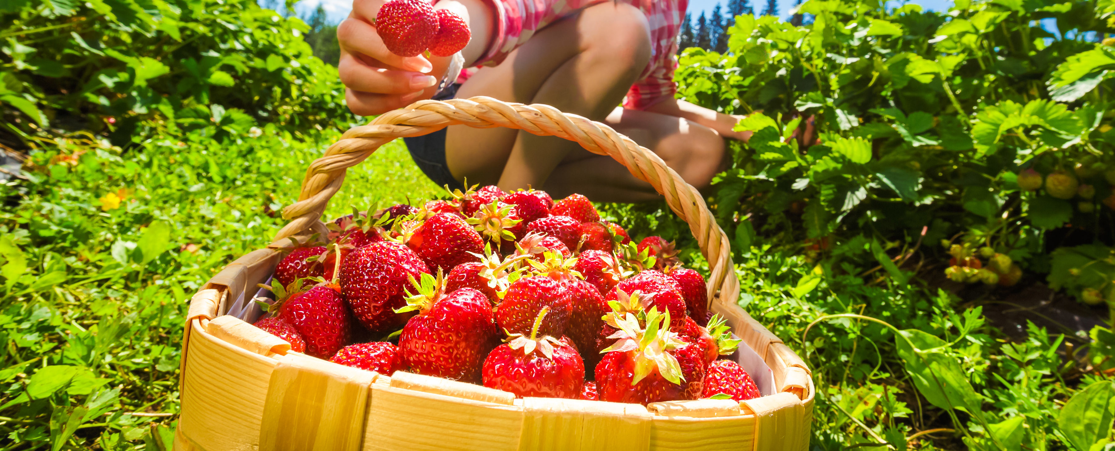 Now's the time to pick your own Louisiana strawberries at farms near ...