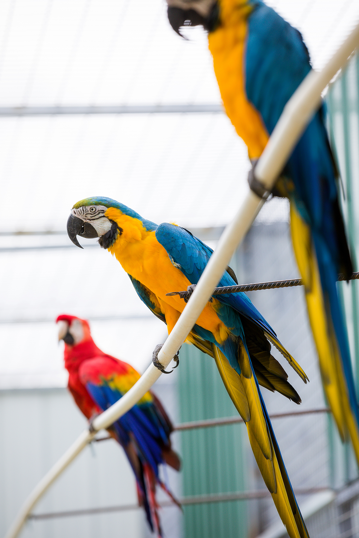 Meeting the exotic animals at the ever-expanding Barn Hill Preserve - [225]
