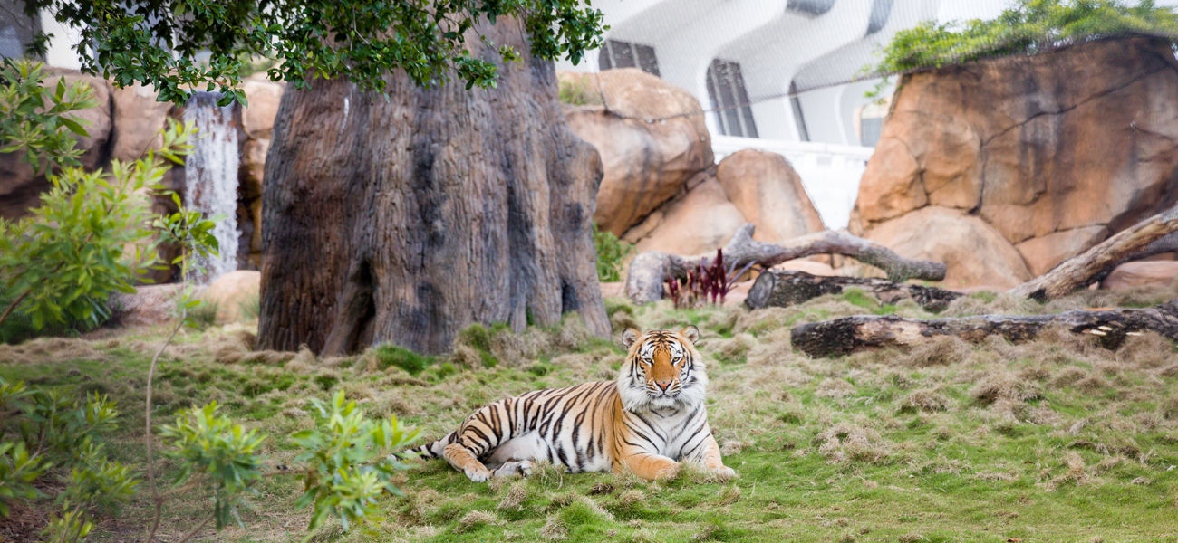How the LSU Vet School keeps watch over the university’s iconic live ...