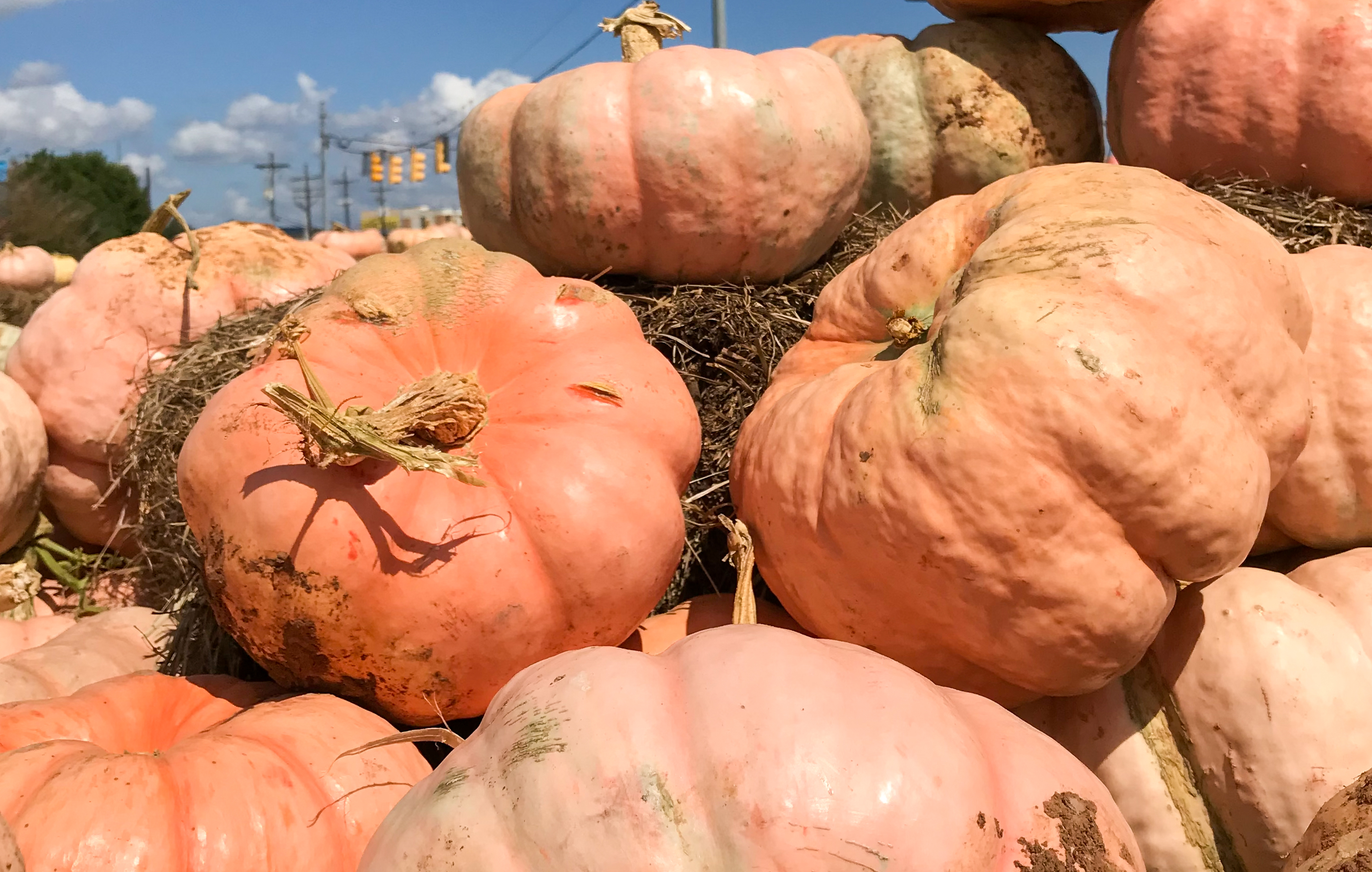 Get a free pink pumpkin today at Baton Rouge General's pop-up pumpkin ...