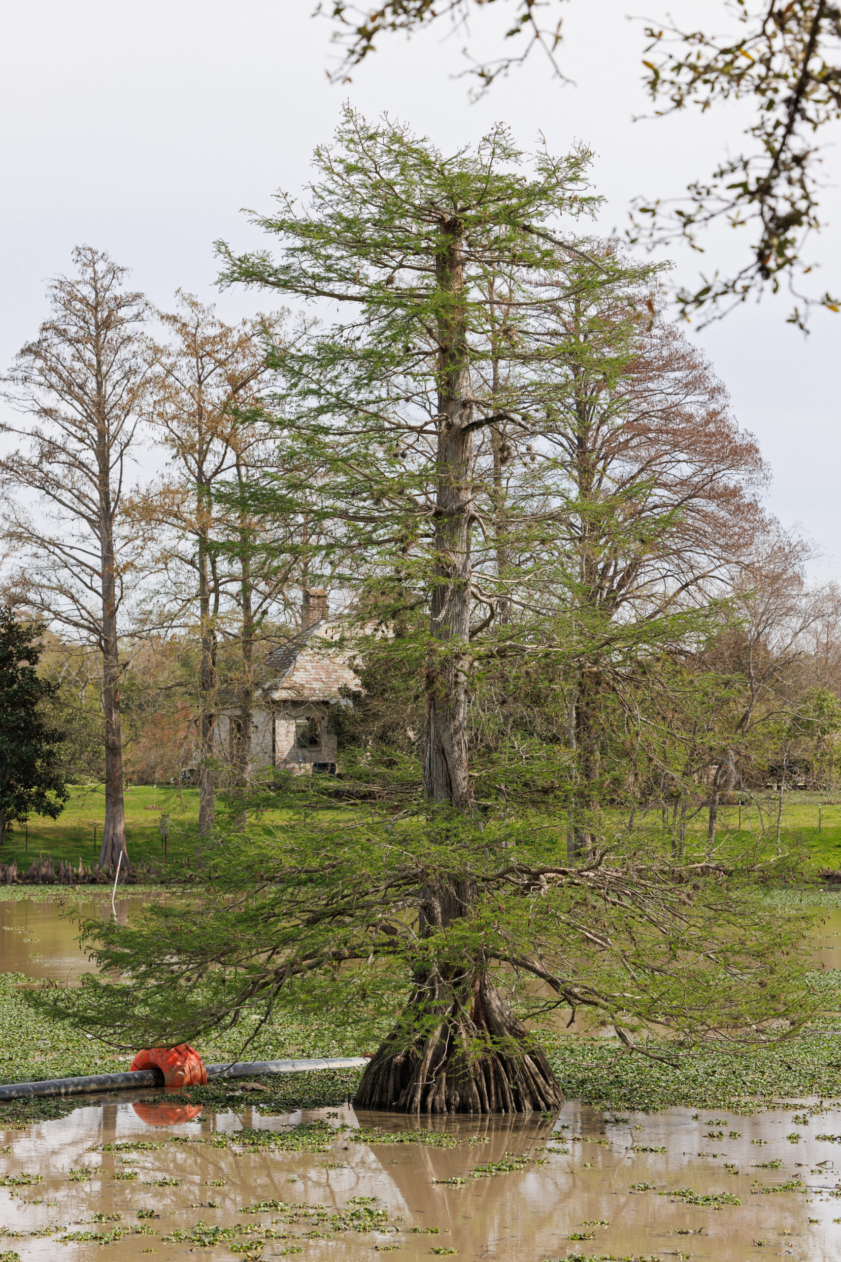 Here's the latest on the LSU Lakes project and I-10 construction