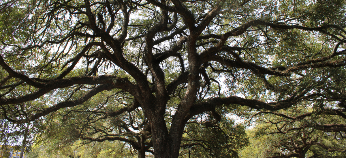 Prepare your trees for hurricane season, sponsored by Bayou Tree ...