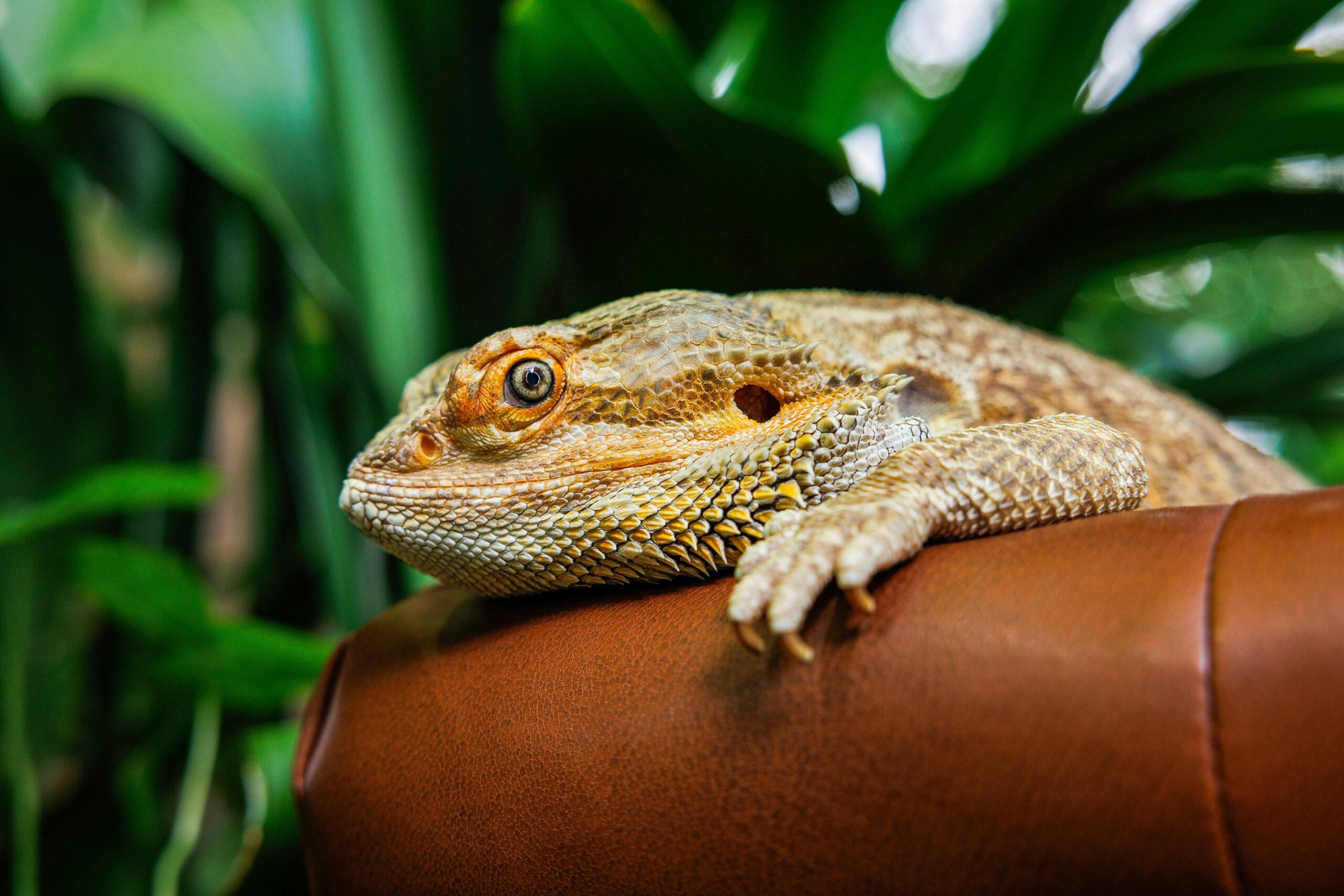 Scales and Tails Reptile Rescue saves Baton Rouge's unwanted pets