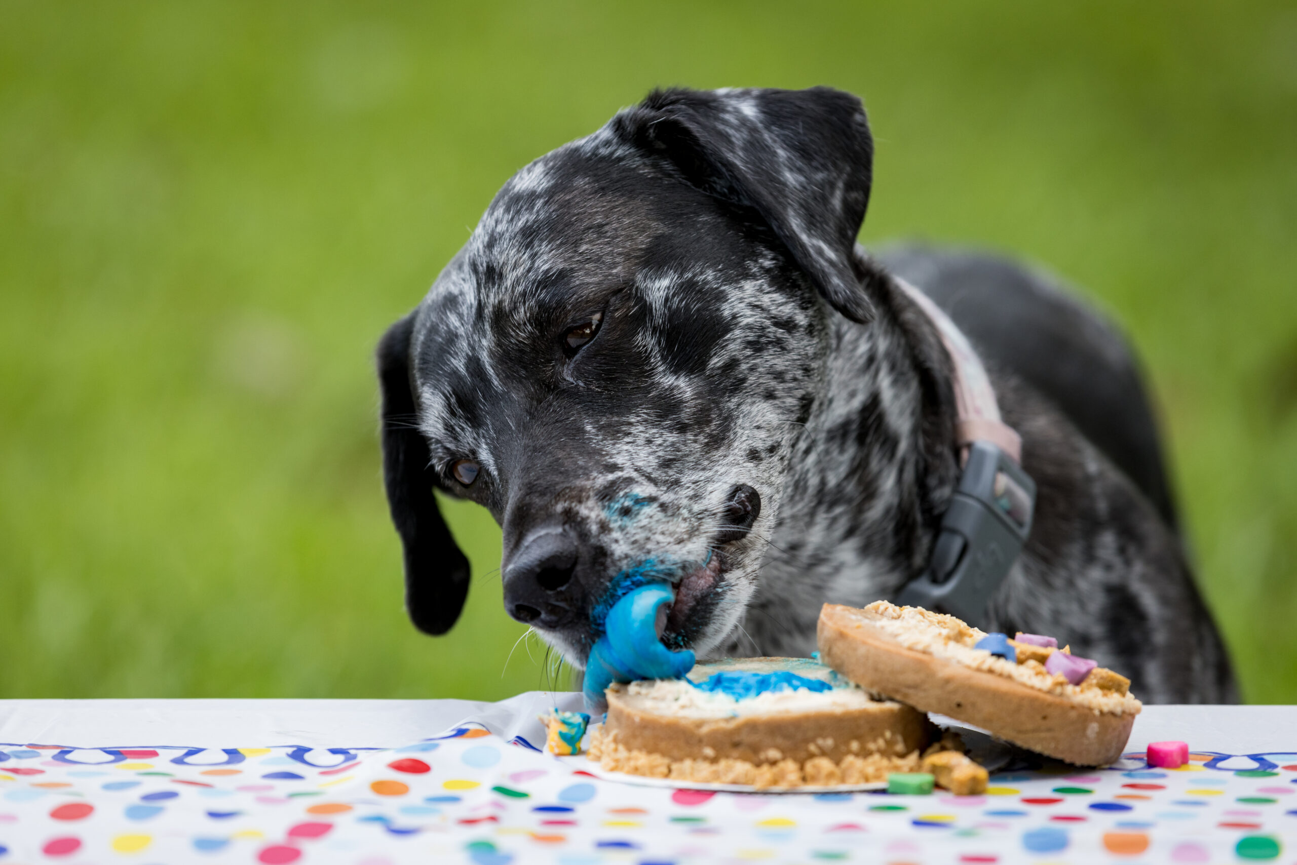 Gone to the dogs: A local baker specializing in homemade treats for ...
