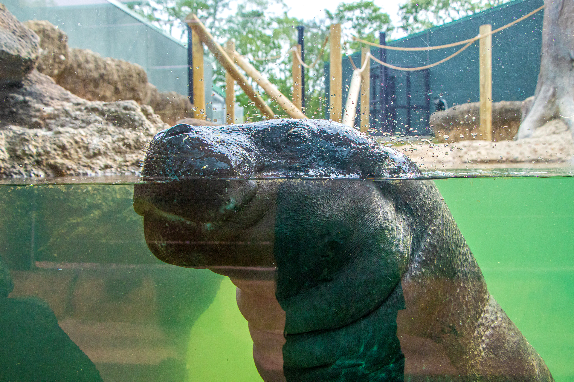 The Baton Rouge Zoo's first phase of renovations are complete with new ...