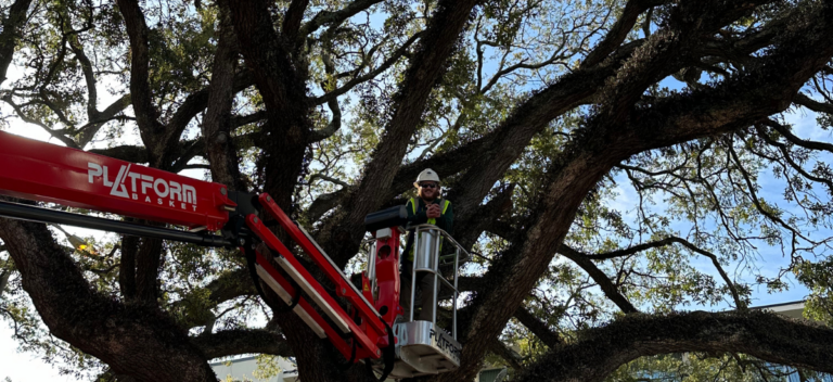 The benefits of pruning your trees and hedges this fall and winter ...