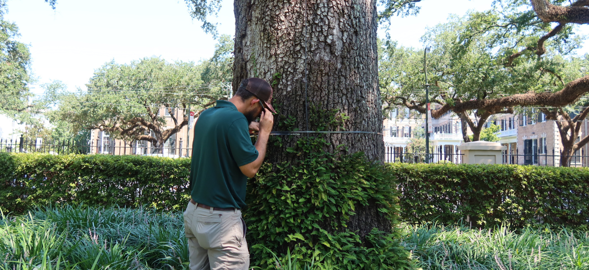 Expert tree care: Bayou Tree Service's Healthcare Program, sponsored by ...