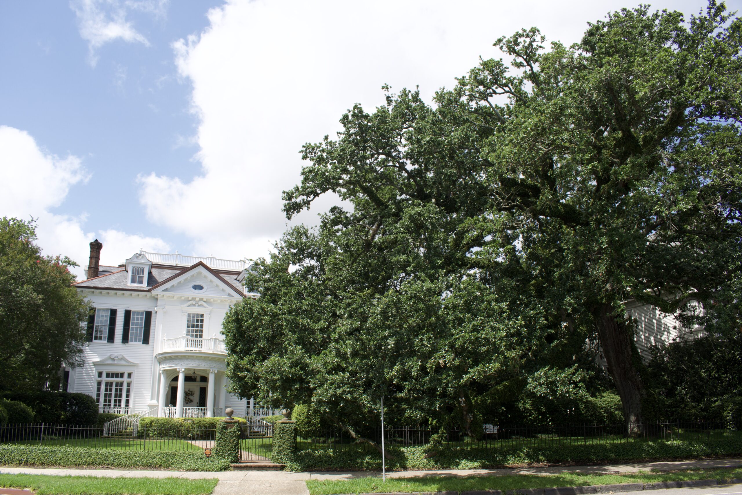 Bayou Tree Service: Preserving Baton Rouge’s urban canopy - [225]