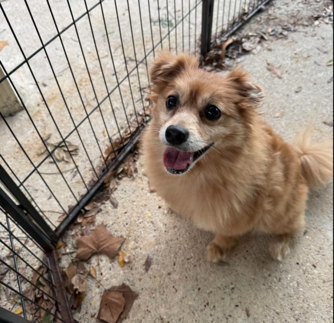 Man's best friend: Meet 13 adoptable dogs in Baton Rouge - [225]