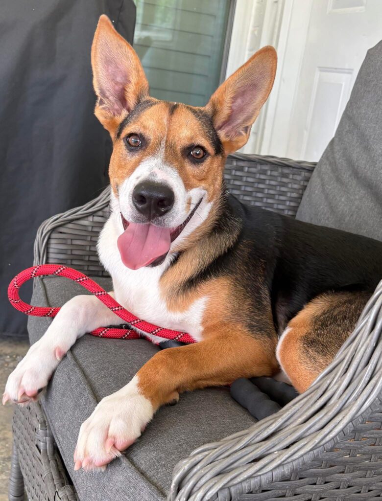 Man's best friend: Meet 13 adoptable dogs in Baton Rouge - [225]