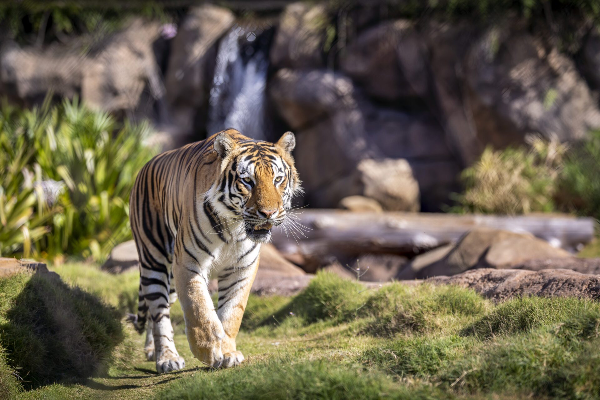 Mike the Tiger’s $3 million habitat has displayed a fierce commitment ...